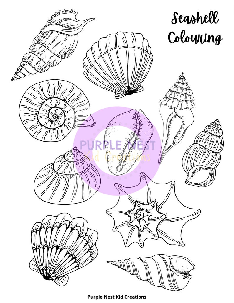 Seashell Tracing and Colouring Tracing Shells Coloring | Etsy