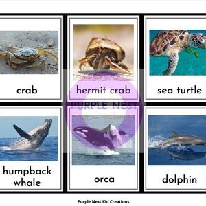 Ocean Animals Flash Cards, Ocean, Montessori, Nomenclature, Three Part ...