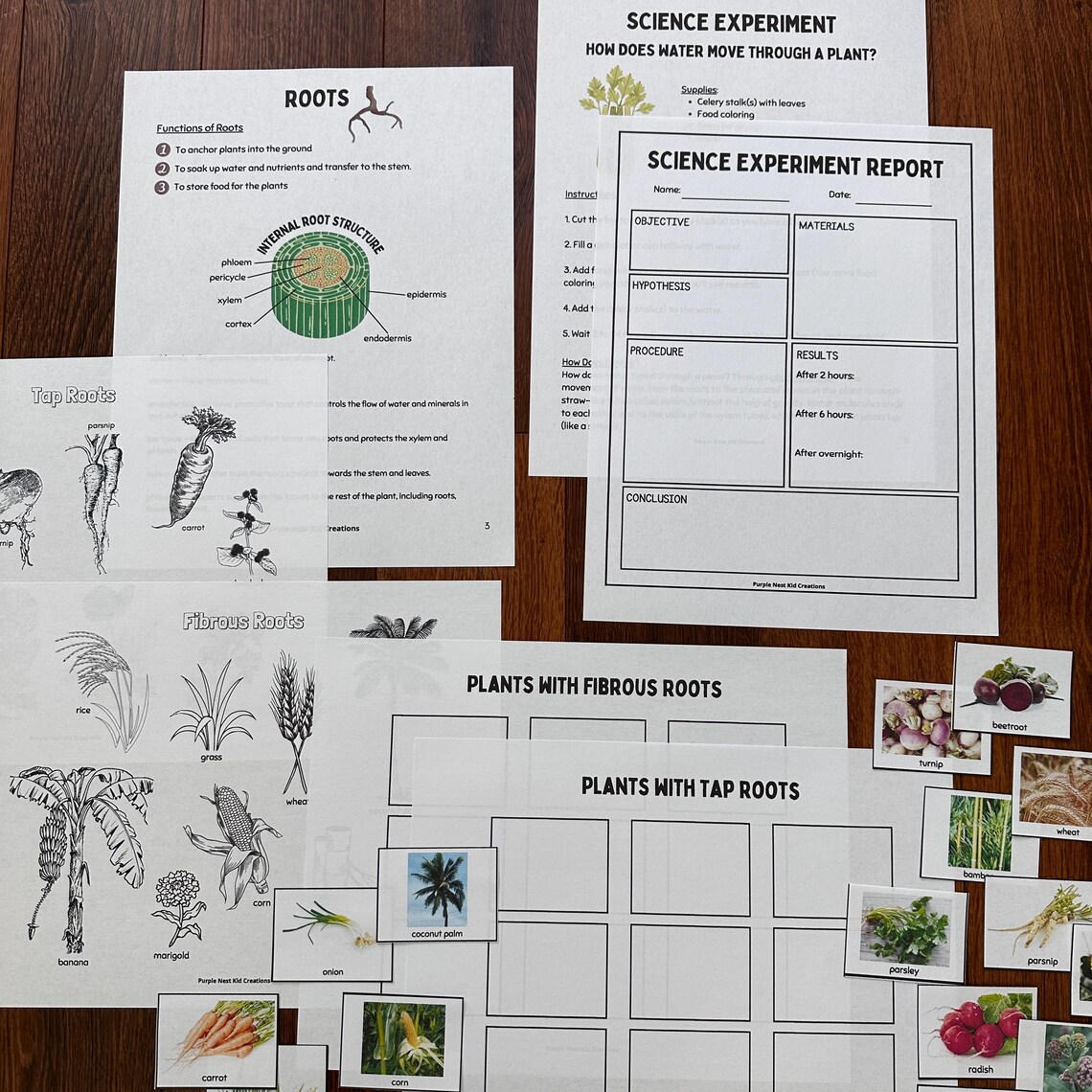 Plants Bundle: From Roots to Reproduction, Plant Anatomy, Seed ...