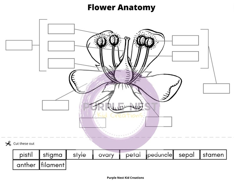 Flower Anatomy Worksheet: Four-part Cards, Educational Printable (PDF ...