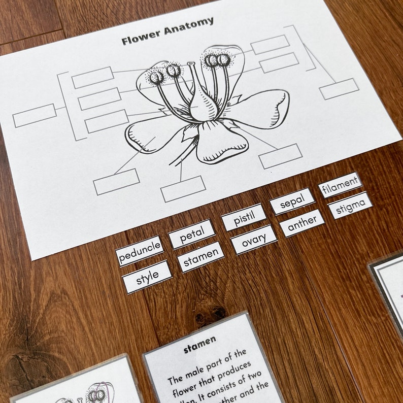 Flower Anatomy Worksheet: Four-part Cards, Educational Printable (PDF ...