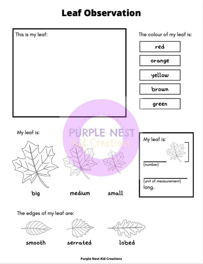 Leaf Observation Worksheets & Fact Cards: Autumn Nature Study (PDF) - Etsy