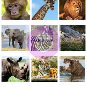 Match the Zoo Animals Activity, Animal Matching Game, Educational ...
