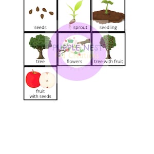 Life Cycle of an Apple Tree Worksheet, Apple Life Cycle, Fall, Autumn ...