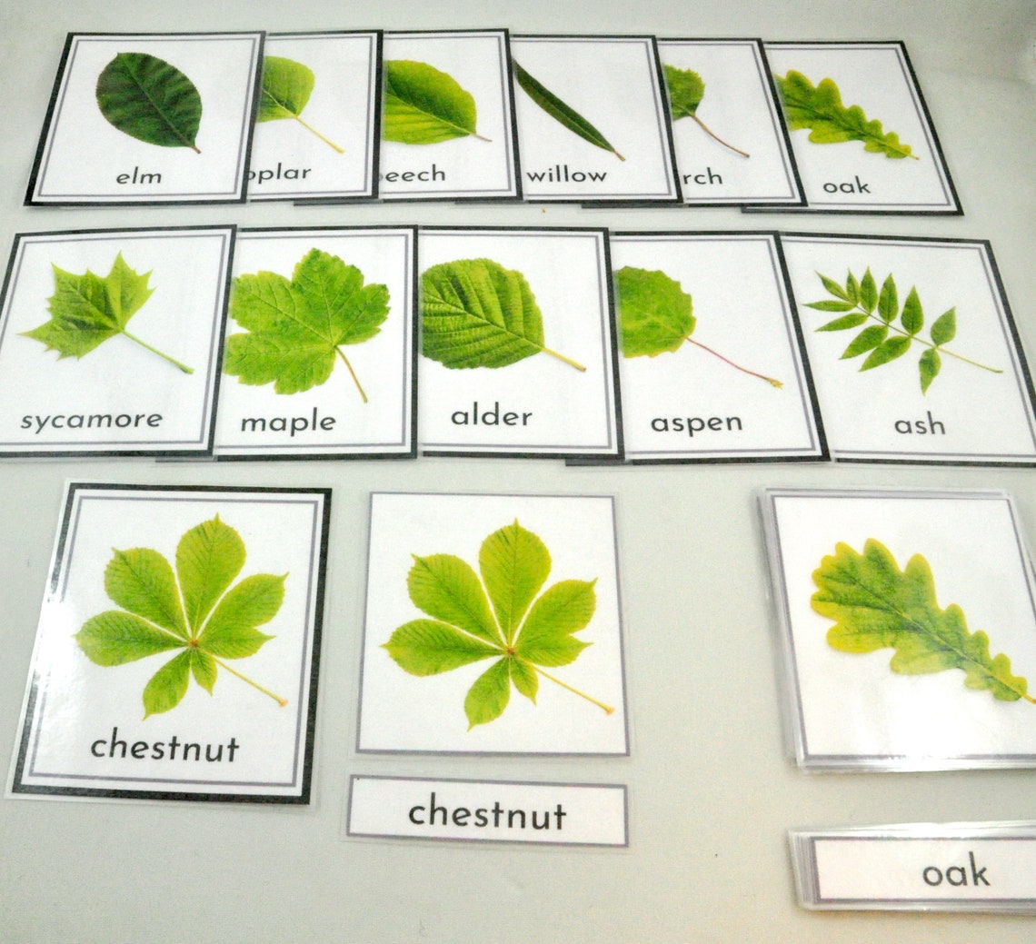 Leaves Flash Cards Fall Autumn Montessori Nomenclature | Etsy