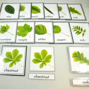 Leaves Flash Cards, Fall, Autumn, Montessori, Nomenclature, Three Part ...