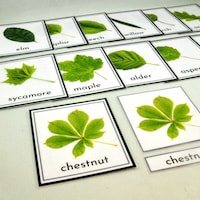 3 Sets of Leaf Printable, Tropical Wall Art, Botanical Art, Green ...