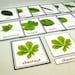 Leaves Flash Cards, Fall, Autumn, Montessori, Nomenclature, Three Part ...