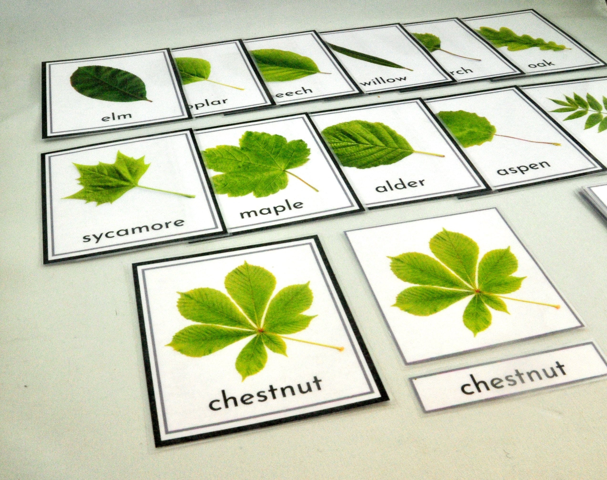 Leaves Flash Cards Fall Autumn Montessori Nomenclature - Etsy