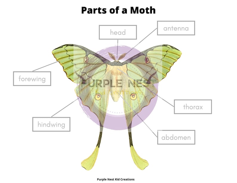 Butterfly and Moth Anatomy Worksheets Butterfly Moth - Etsy
