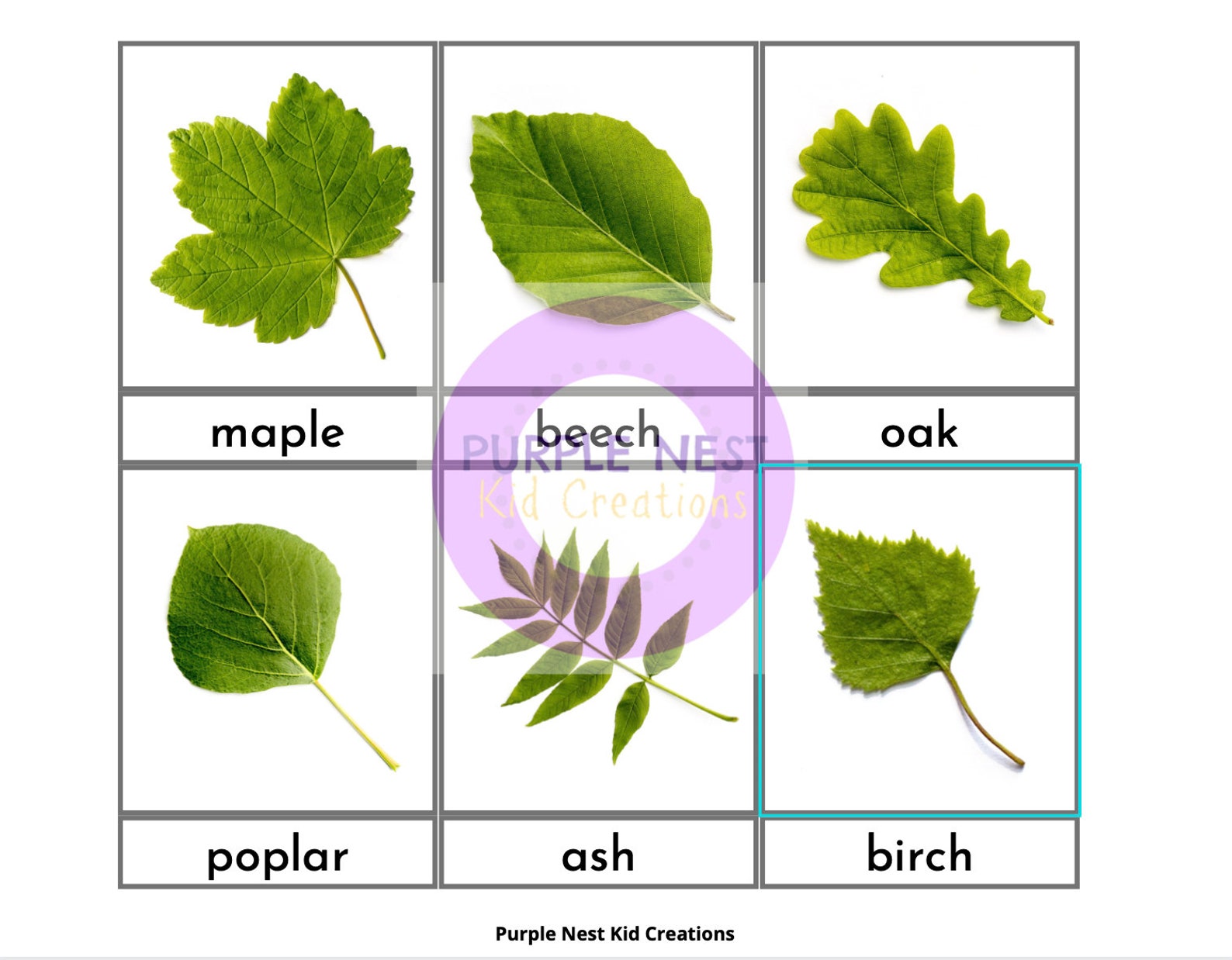 Leaves Flash Cards Fall Autumn Montessori Nomenclature - Etsy