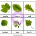 Leaves Flash Cards, Fall, Autumn, Montessori, Nomenclature, Three Part ...