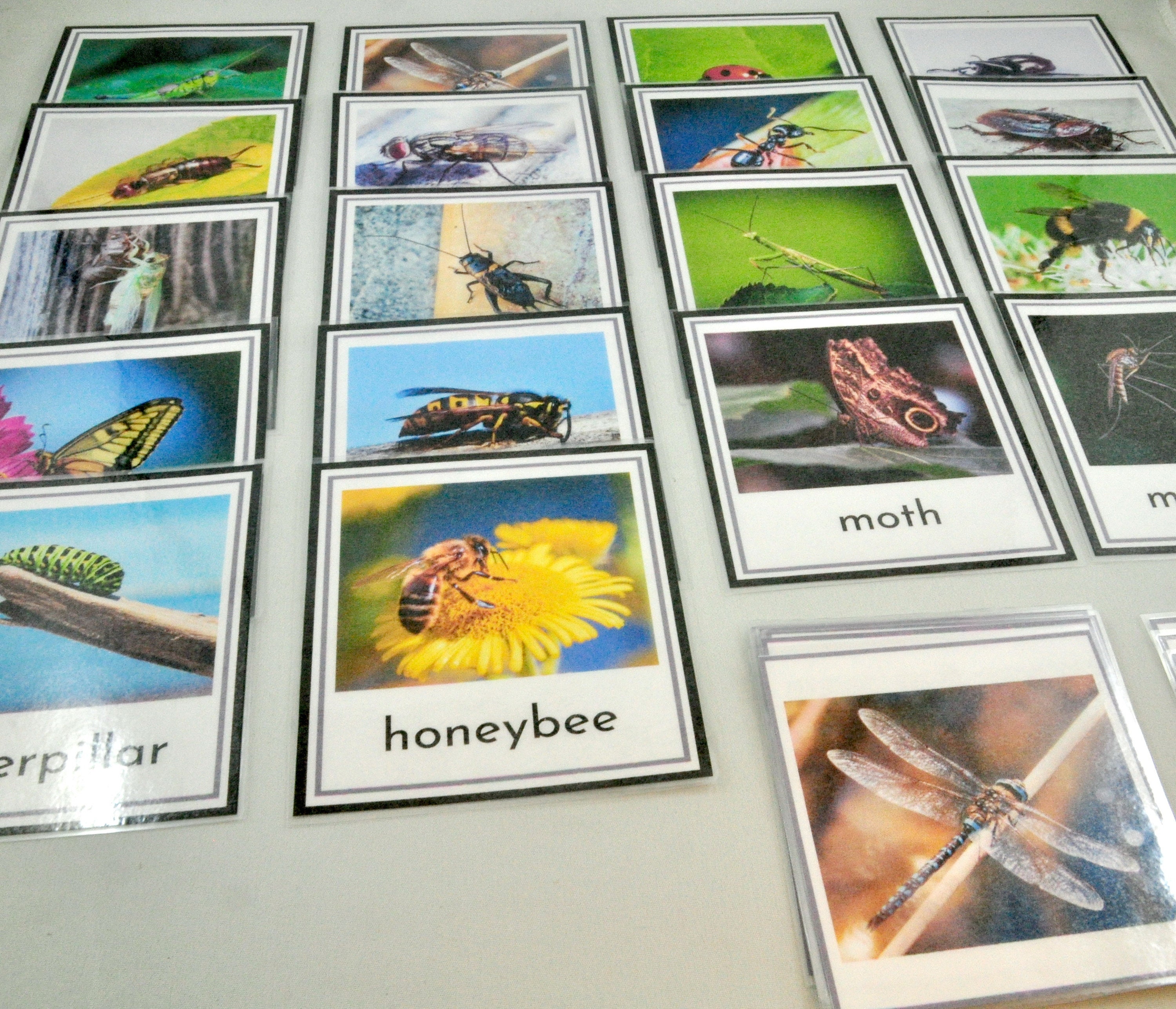 Insects Flash Cards Bugs Insects Montessori Nomenclature | Etsy