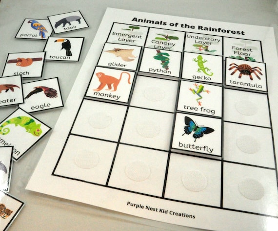 Animals of the Rainforest Worksheet Rainforest Habitat - Etsy Australia