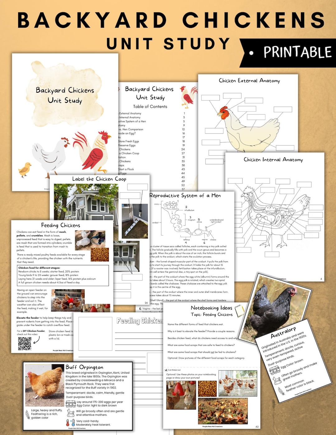 Backyard Chickens Unit Study: Homeschool Printable (PDF) - Etsy