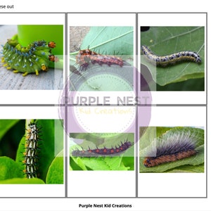 Butterflies and Moths Flash Cards, Insects, Montessori, Nomenclature ...