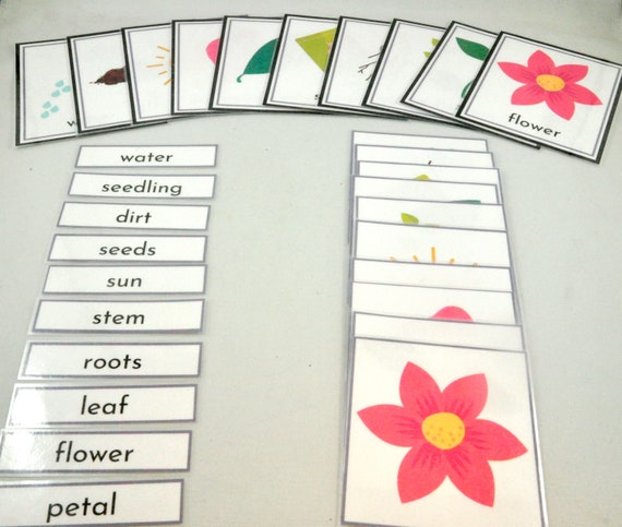 Diagrama De Flores Con Partes Etiquetadas