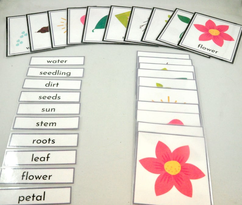 Plant Parts Flash Cards: Montessori Flower Diagram (educational ...