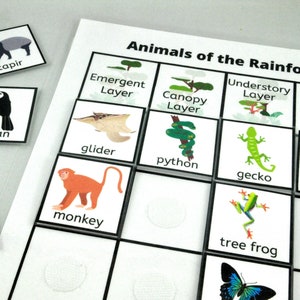 Animals of the Rainforest Worksheet, Rainforest Habitat, Geography ...