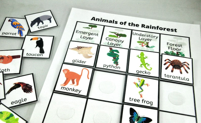 Animals of the Rainforest Worksheet, Rainforest Habitat, Geography ...