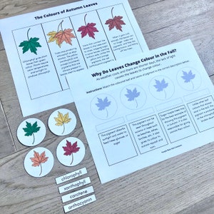 Why Leaves Change Colour Worksheet: Fall Activity (PDF Pattern) - Etsy