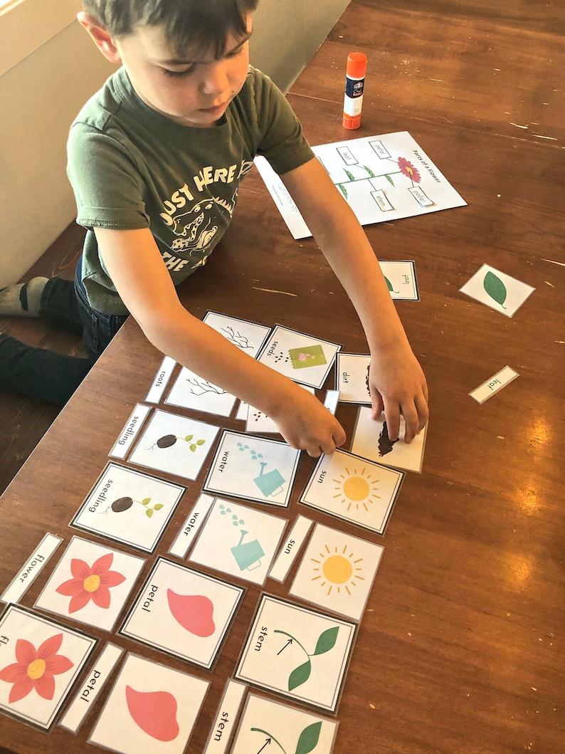 Plant Parts Flash Cards: Montessori Flower Diagram (educational ...