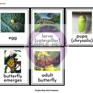 Life Cycle of a Butterfly Worksheet, Butterflies, Butterfly Life Cycle ...