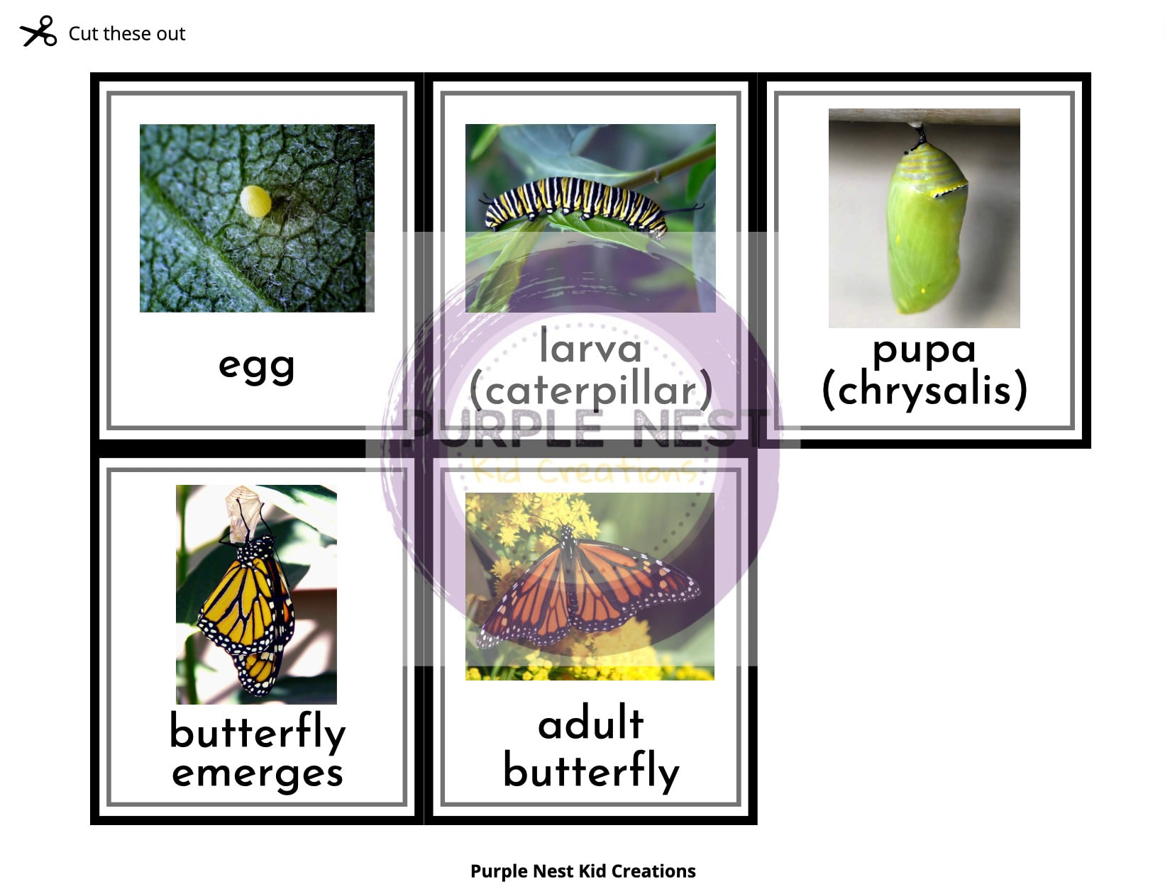 Life Cycle of a Butterfly Worksheet Butterflies Butterfly - Etsy