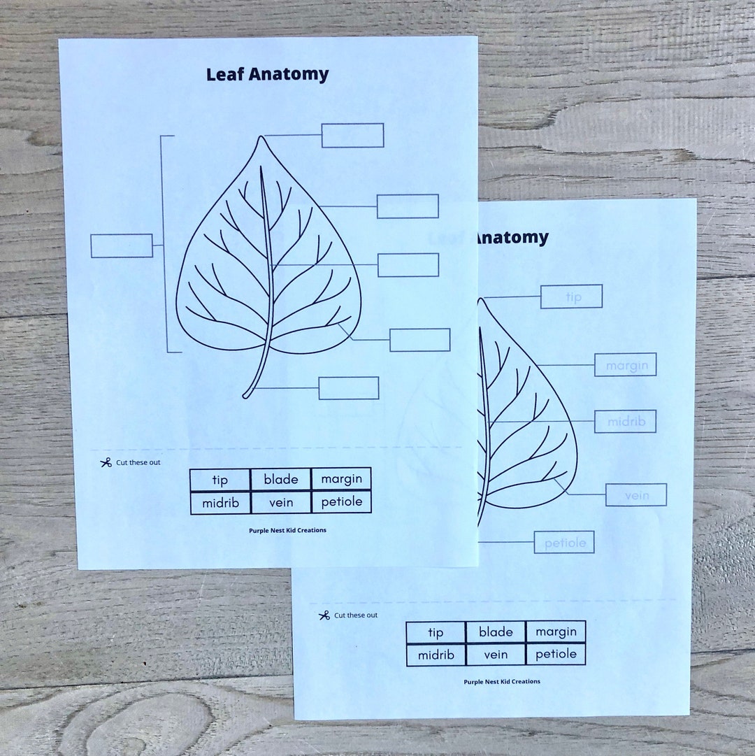 Leaf Anatomy Worksheet, Autumn Leaves, Fall Activity, Educational ...