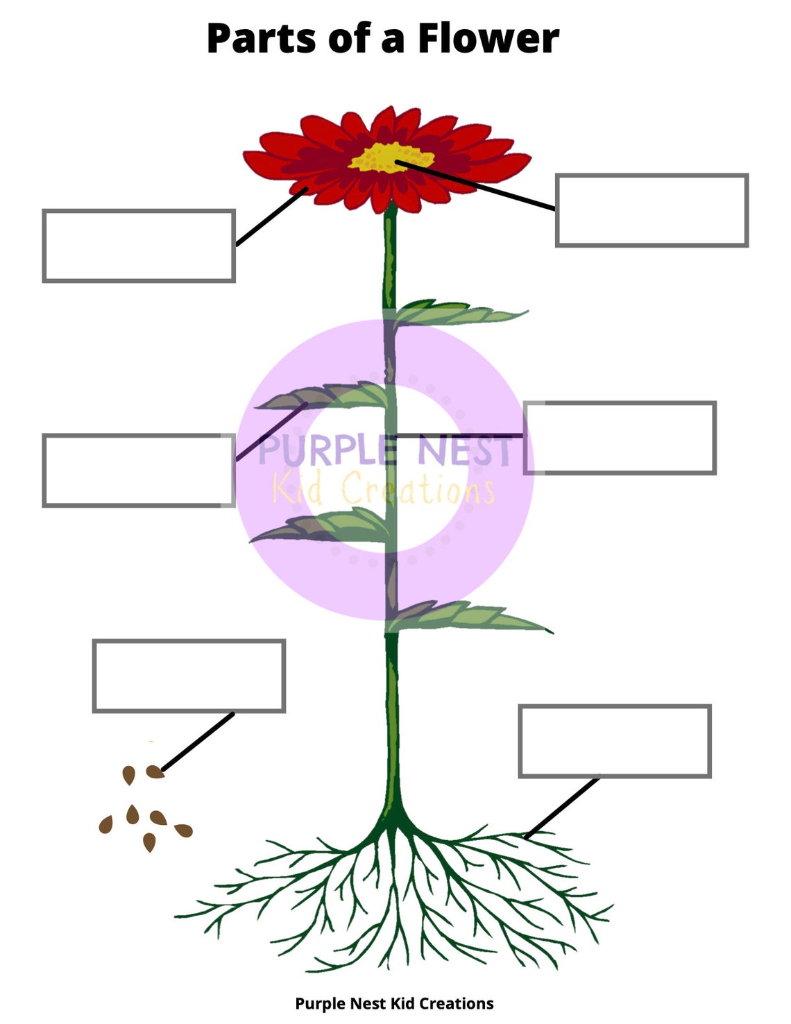 Plant Parts Flash Cards: Montessori Flower Diagram (educational ...