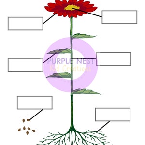 Plant Parts Flash Cards: Montessori Flower Diagram (educational ...