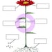 Plant Parts Flash Cards: Montessori Flower Diagram (educational ...