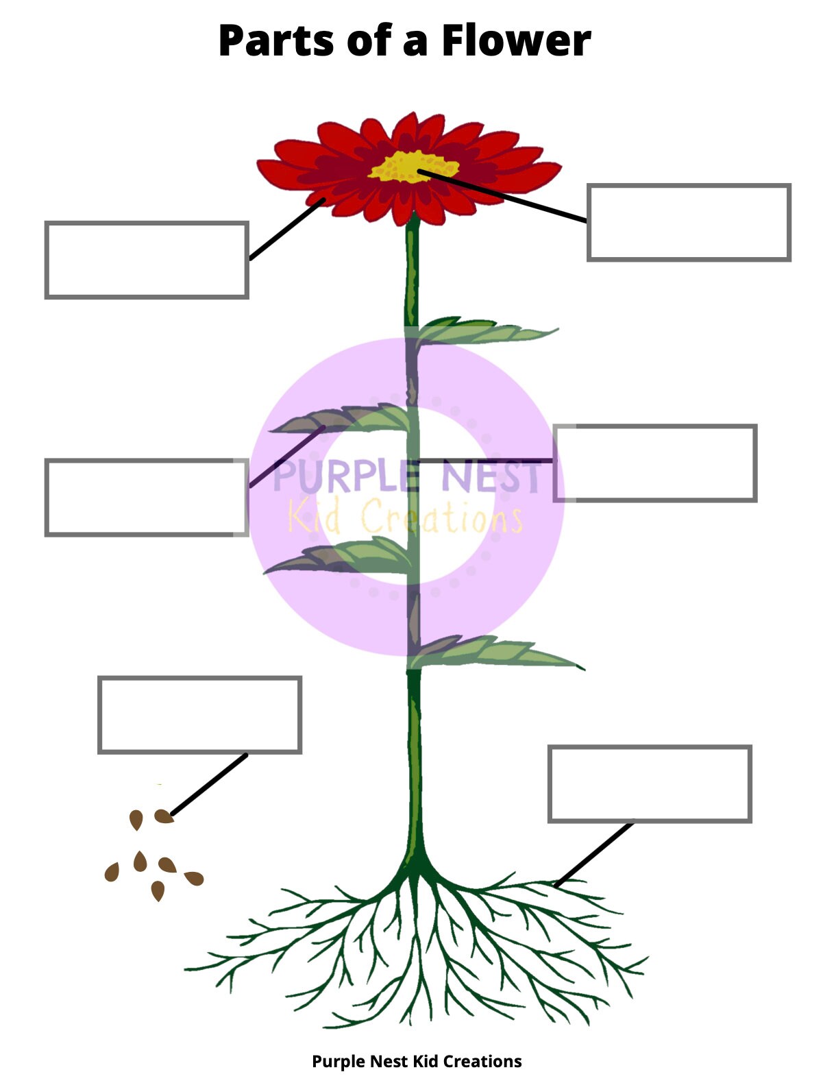 Plant Parts and Needs Flash Cards Flower Diagram Montessori - Etsy Canada