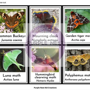 Butterflies and Moths Flash Cards, Insects, Montessori, Nomenclature ...