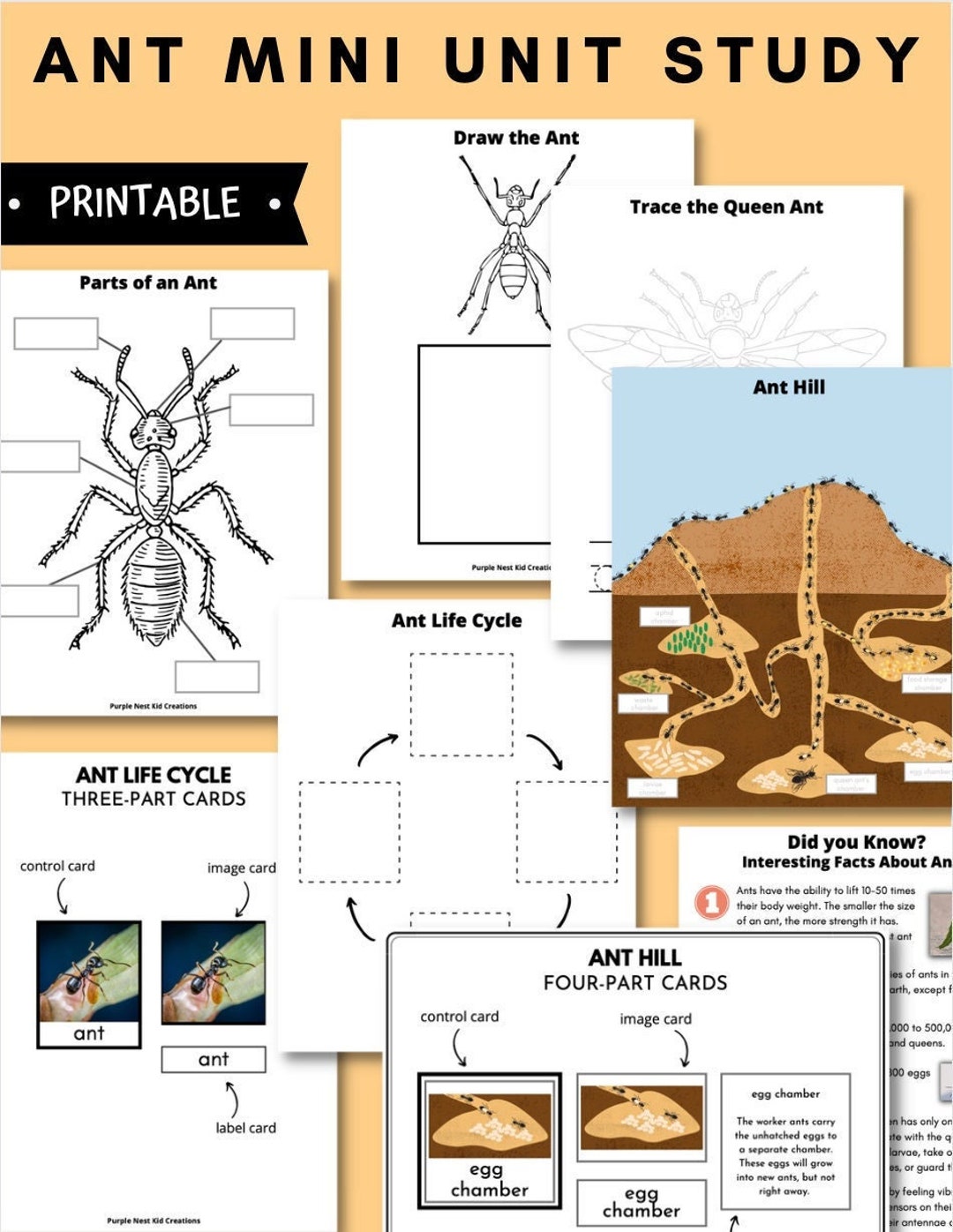 Ant Mini Unit Study, Ants, Insects, Ant Life Cycle, Ant Hill, Four Part ...