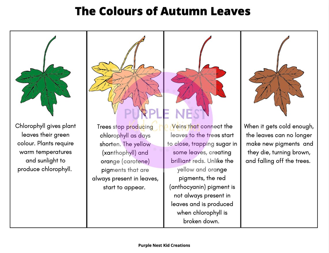 Why Do Leaves Change Colour Worksheet Autumn Leaves Fall - Etsy