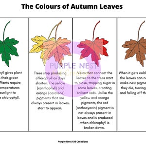 Why Leaves Change Colour Worksheet: Fall Activity (PDF Pattern) - Etsy