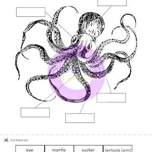 Ocean Animals Anatomy Worksheets, Ocean Diagrams, Labels, Educational ...