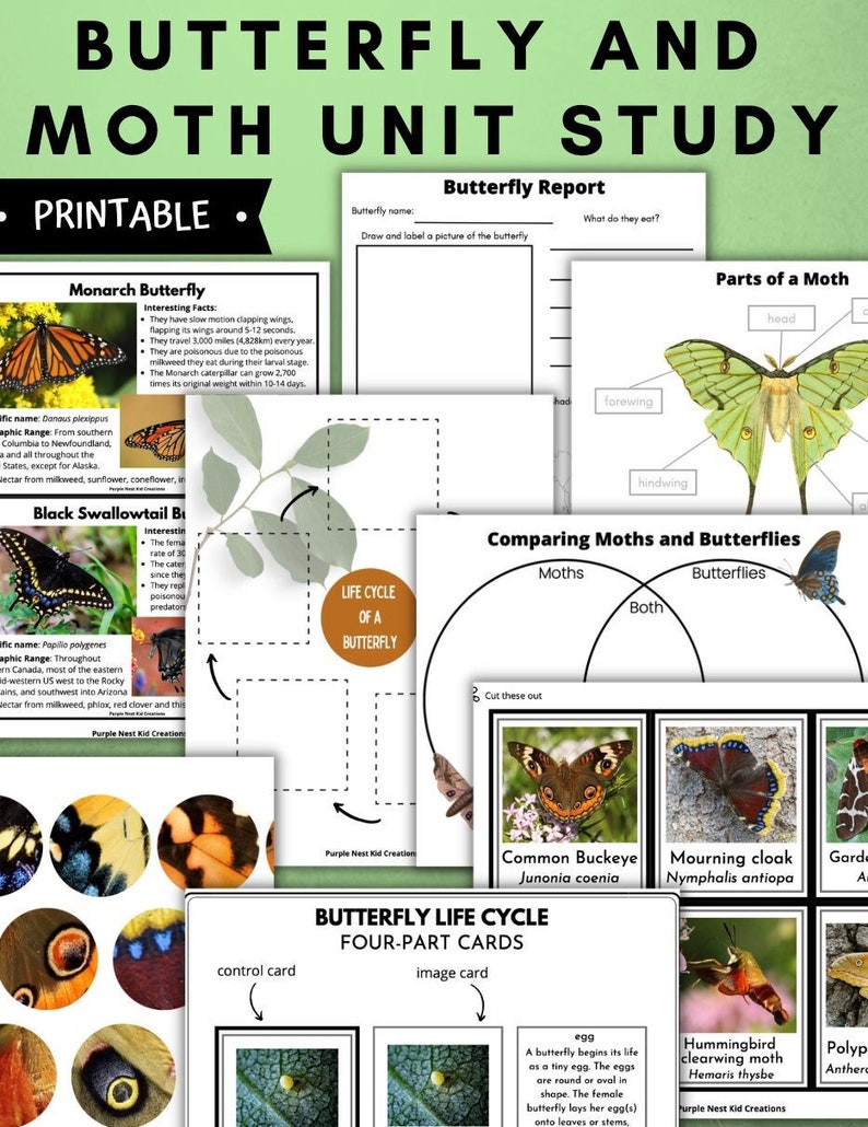 Butterfly & Moth Unit Study: Life Cycle, Anatomy, Activities (PDF) - Etsy
