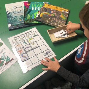 Rainforest Animals & Layers Activity: Educational Printable (PDF) - Etsy