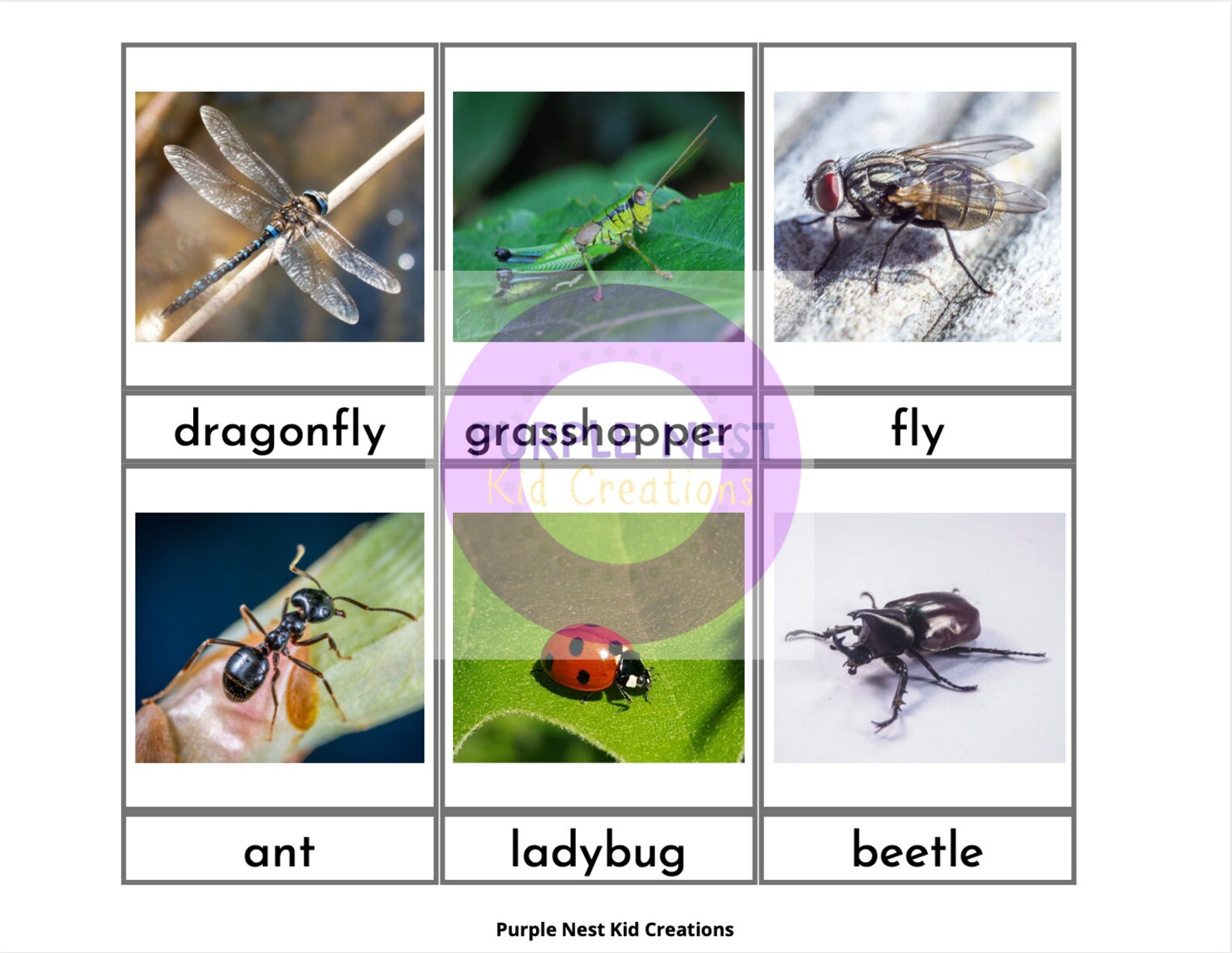 Insects Flash Cards Bugs Insects Montessori Nomenclature | Etsy