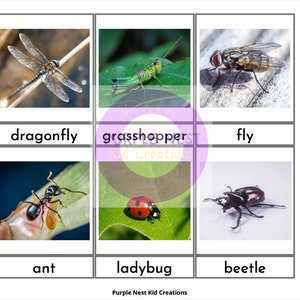 Insects Flash Cards, Bugs, Insects, Montessori, Nomenclature, Three ...