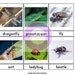 Insects Flash Cards, Bugs, Insects, Montessori, Nomenclature, Three ...