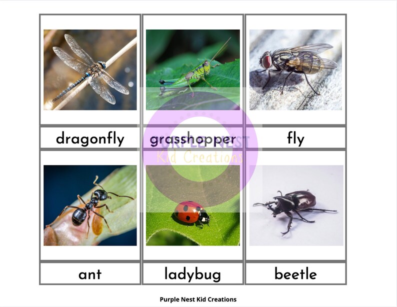 Insects Flash Cards Bugs Insects Montessori Nomenclature | Etsy