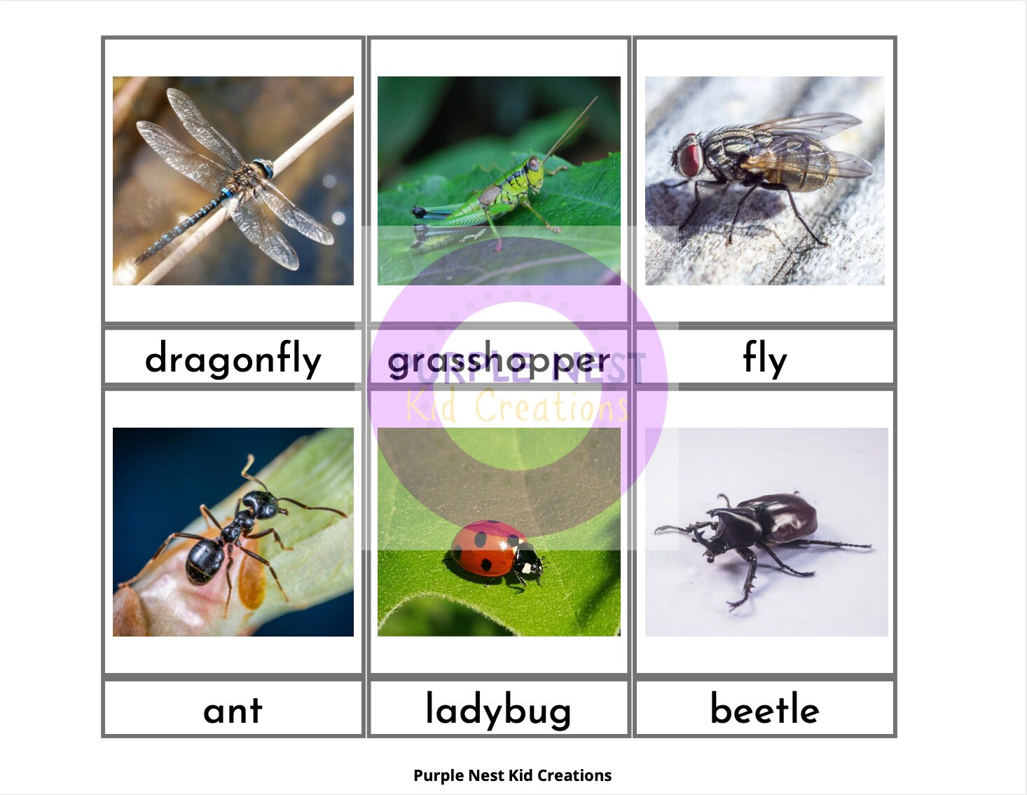 Insects Flash Cards Bugs Insects Montessori Nomenclature | Etsy