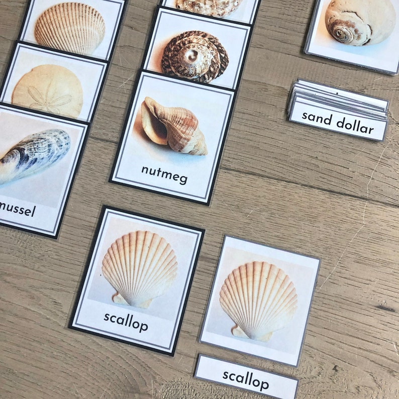 Seashells Flash Cards, Ocean, Montessori, Nomenclature, Three Part ...