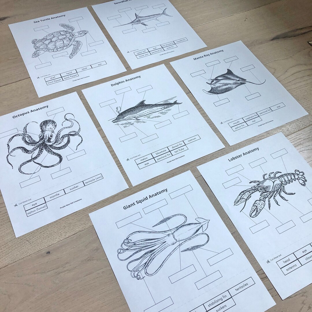 Ocean Animals Anatomy Worksheets, Ocean Diagrams, Labels, Educational ...