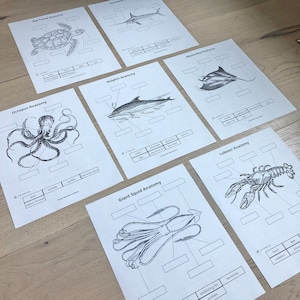 Ocean Animals Anatomy Worksheets, Ocean Diagrams, Labels, Educational ...