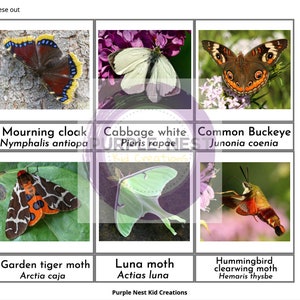 Butterflies and Moths Flash Cards, Insects, Montessori, Nomenclature ...
