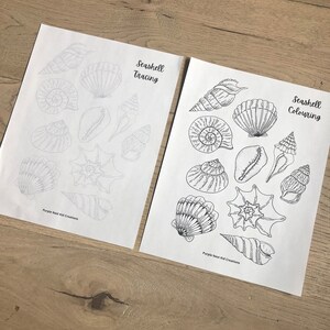 Seashell Tracing and Colouring, Tracing Shells, Coloring, Ocean ...